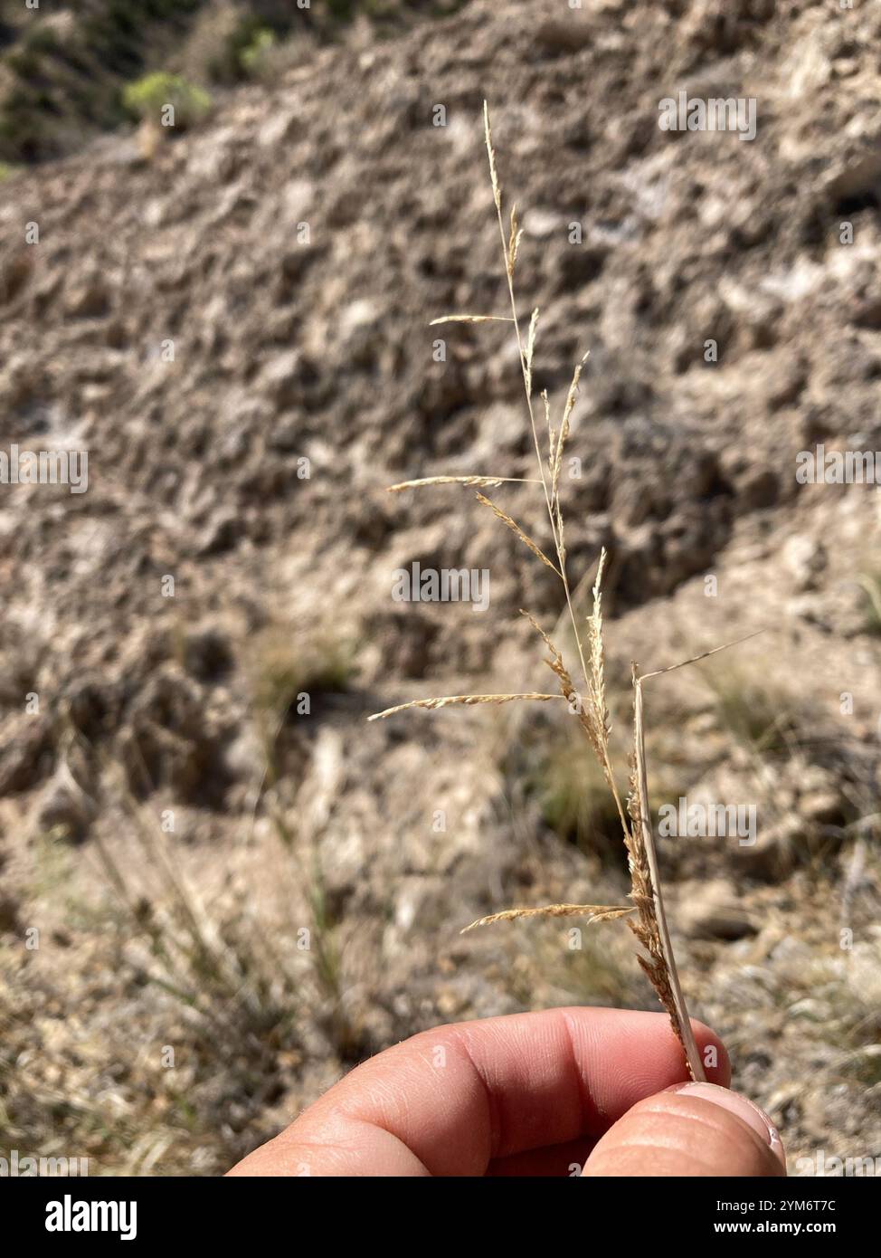 Sand Dropseed (Sporobolus cryptandrus Stock Photo - Alamy