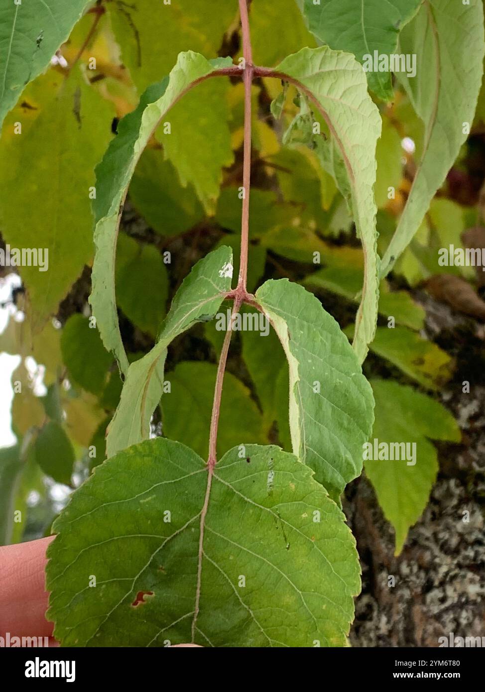 Japanese angelica tree (Aralia elata Stock Photo - Alamy