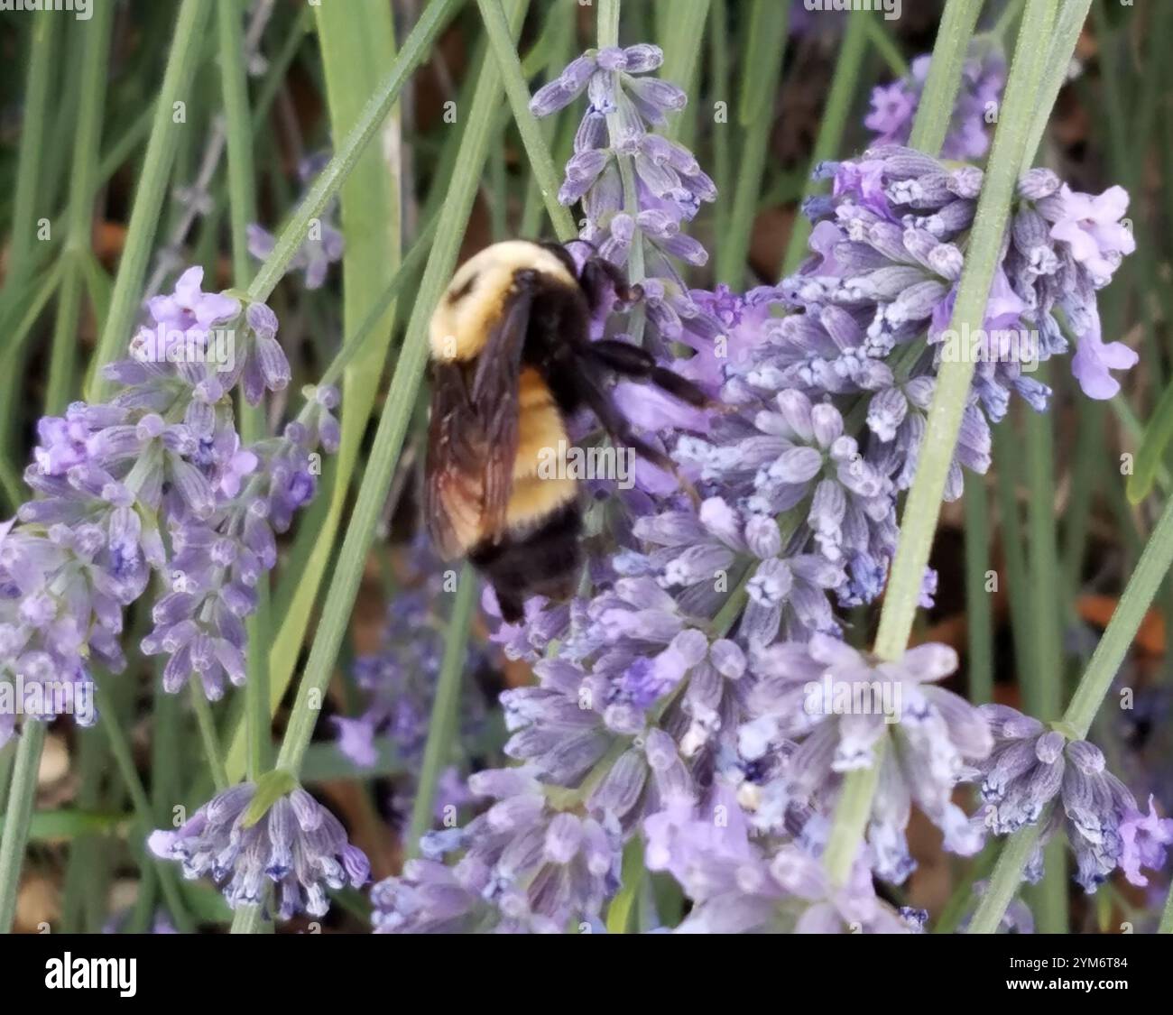 Nevada Bumble Bee (Bombus nevadensis Stock Photo - Alamy