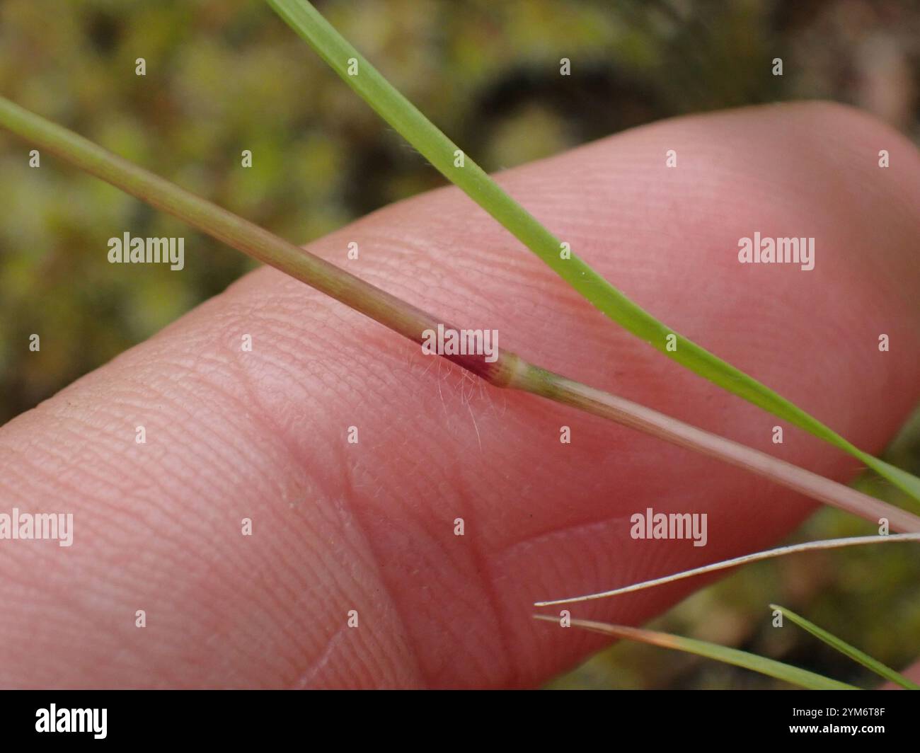 Saltgrass (Distichlis spicata Stock Photo - Alamy
