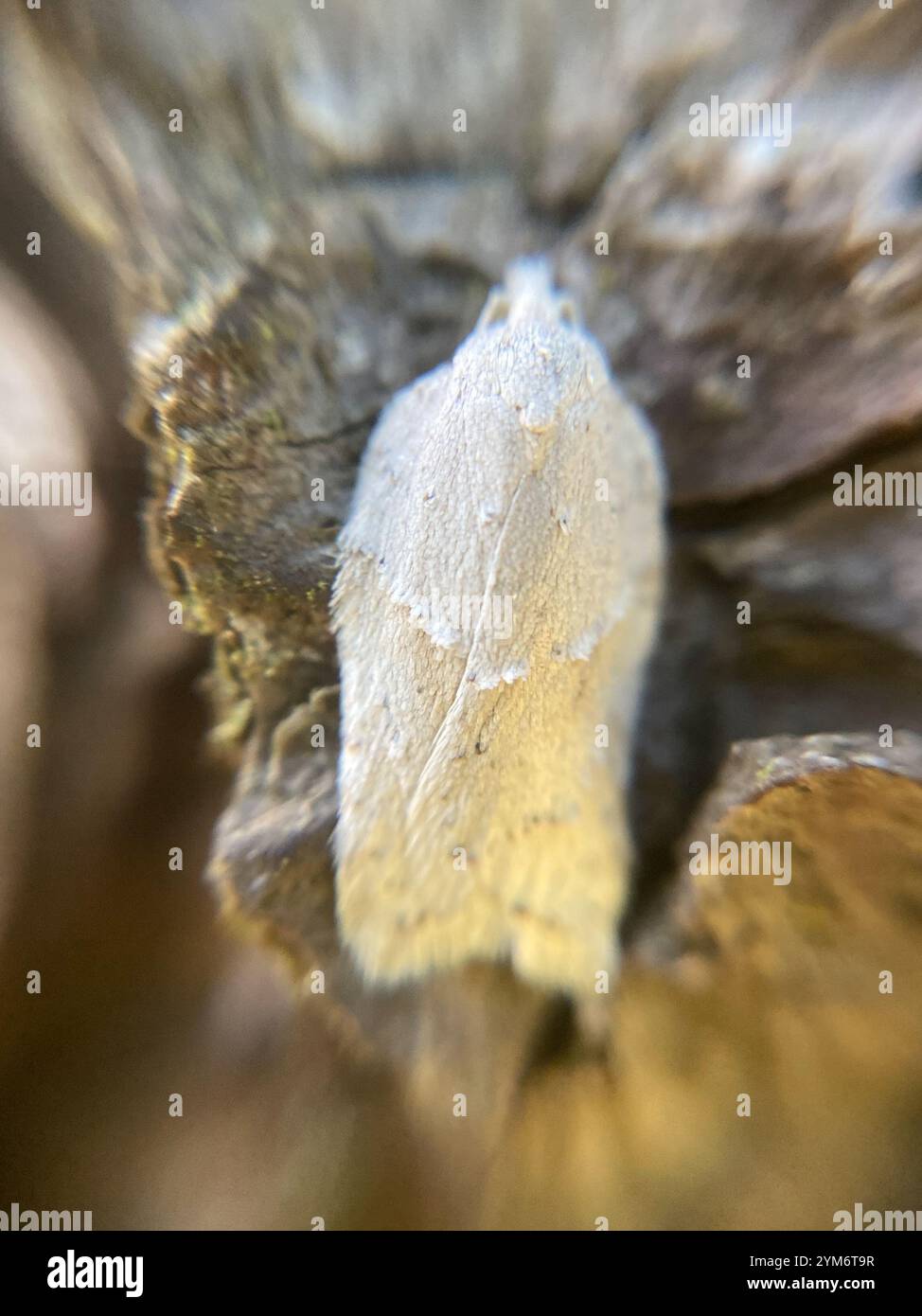 Black-headed Birch Leaffolder Moth (Acleris logiana Stock Photo - Alamy