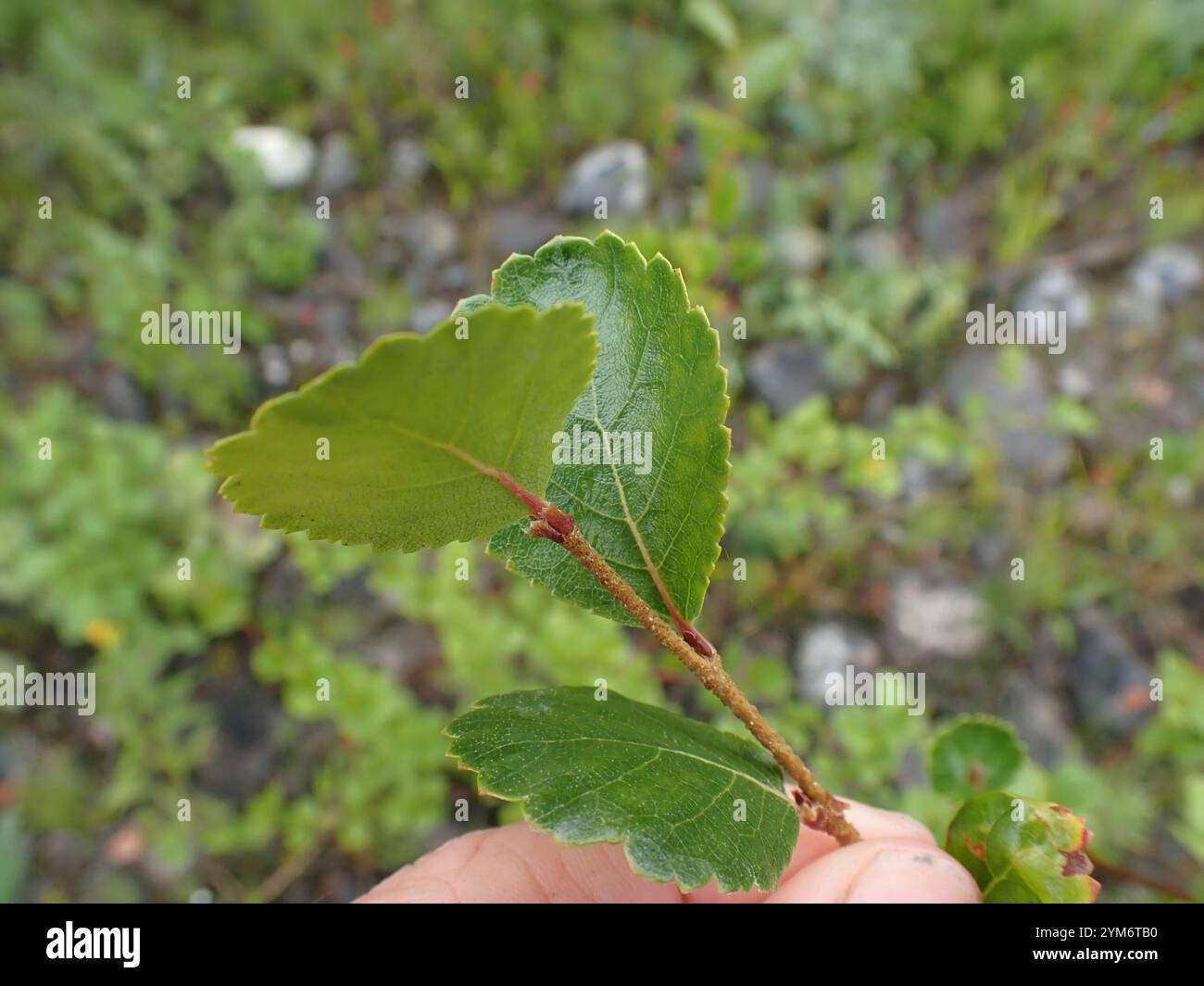 Betula glandulosa hi-res stock photography and images - Alamy