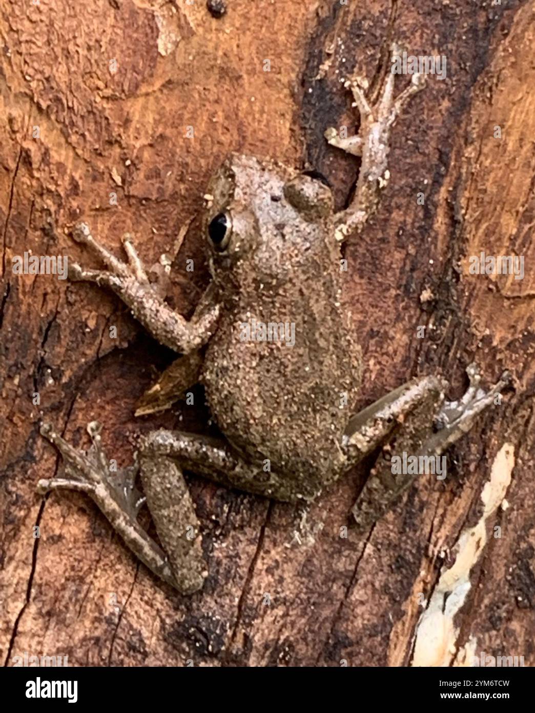 Cuban Tree Frog (Osteopilus septentrionalis Stock Photo - Alamy