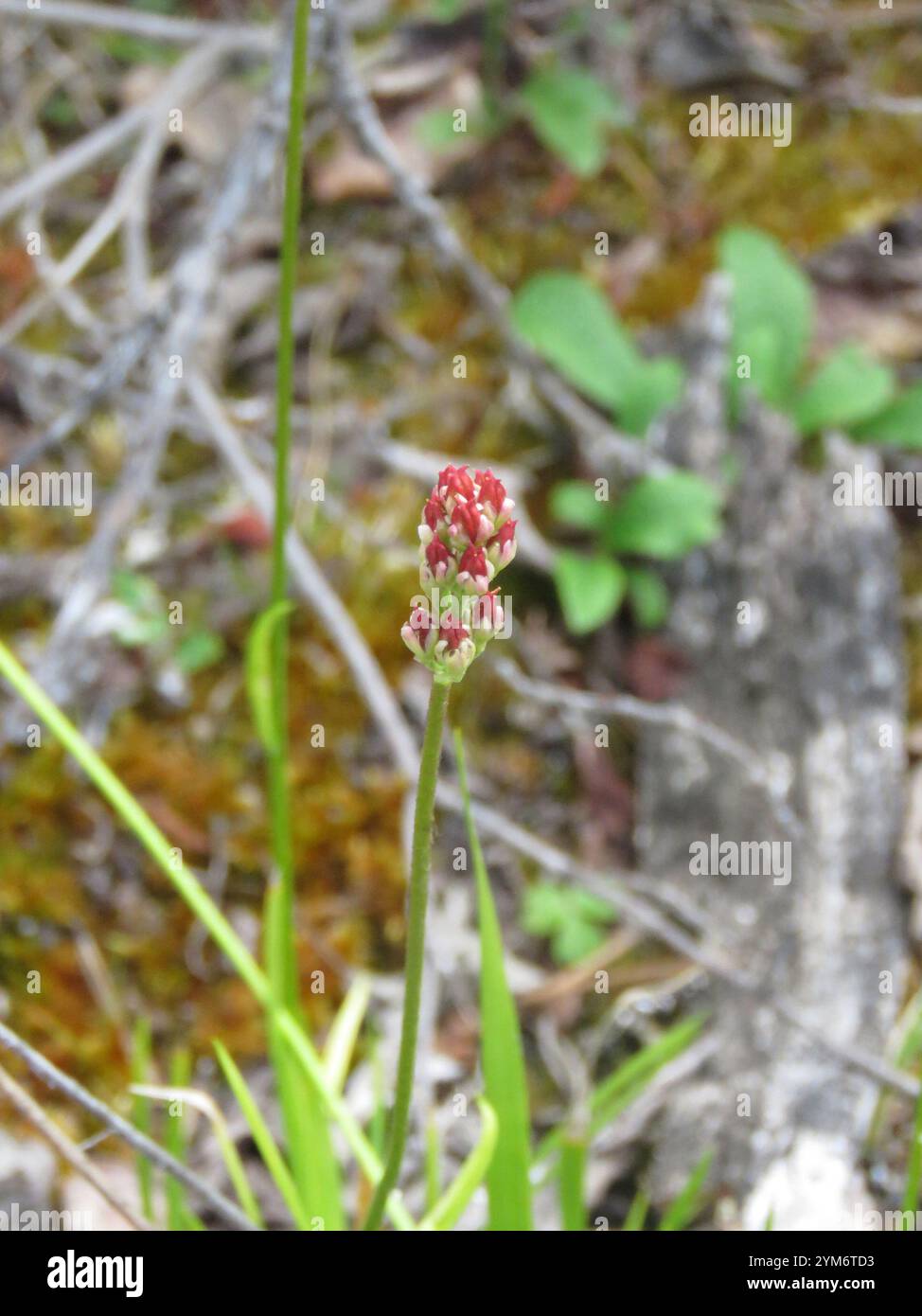 Sticky False Asphodel (Triantha glutinosa Stock Photo - Alamy