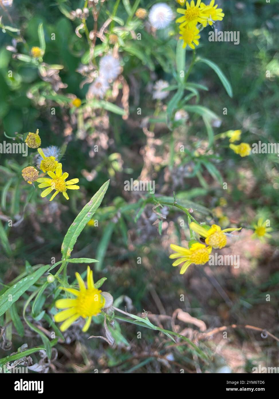 Madagascar Ragwort (Senecio madagascariensis Stock Photo - Alamy