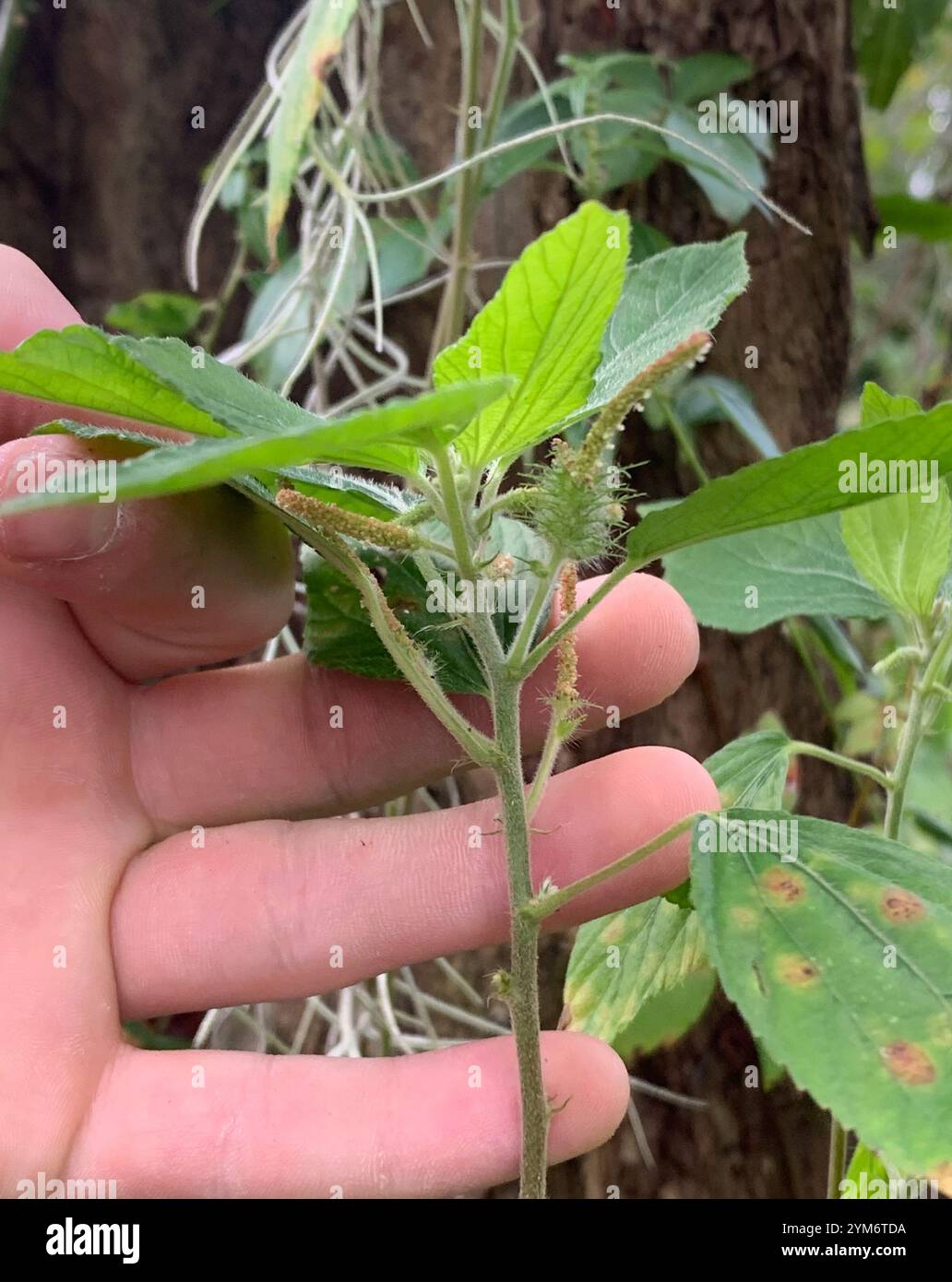 Field Copperleaf (Acalypha arvensis Stock Photo - Alamy