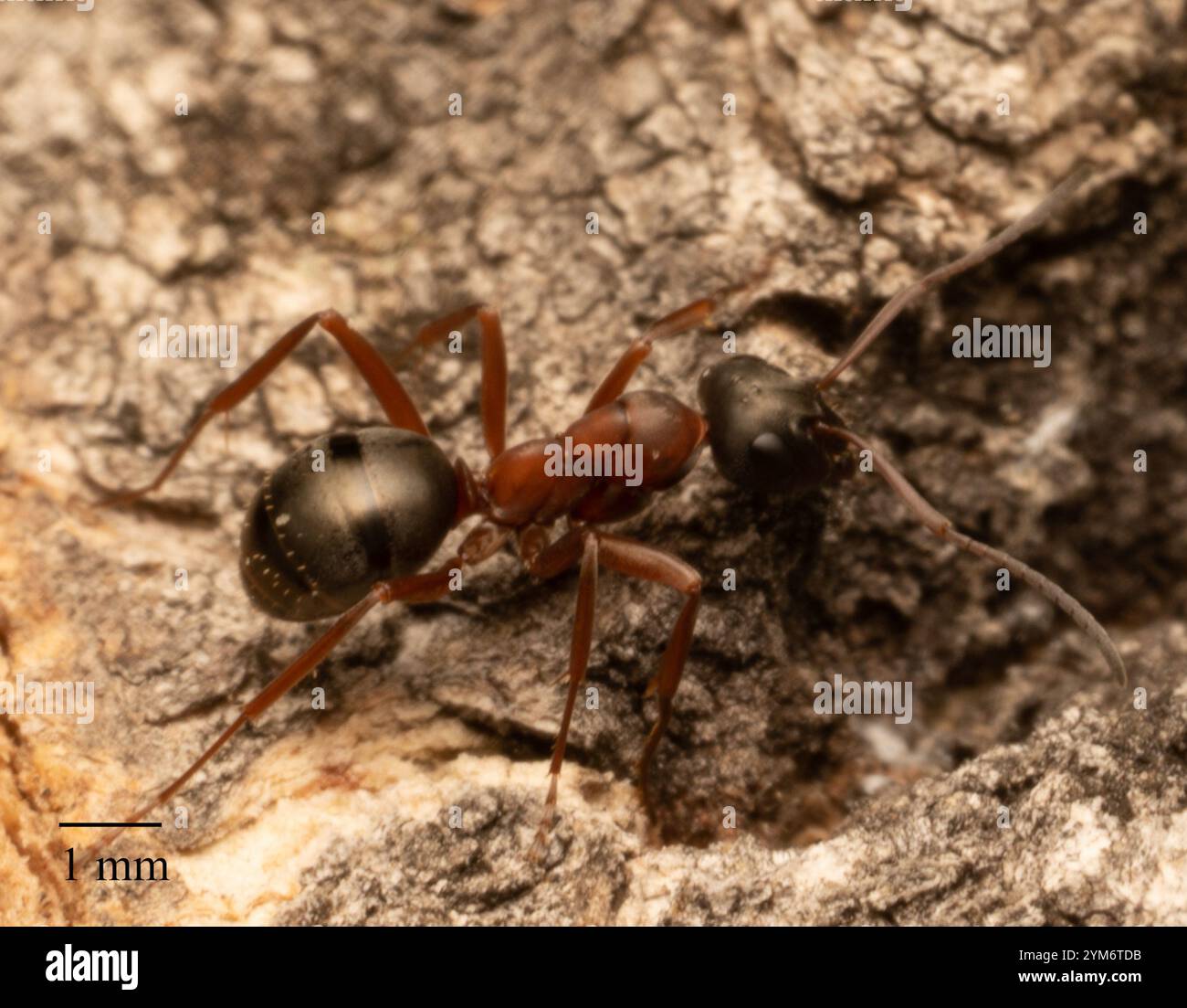 fusca-group Field Ants and Allies (Formica fusca Stock Photo - Alamy
