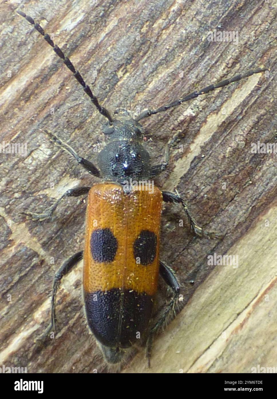 Cedar Tree Borer (Semanotus ligneus Stock Photo - Alamy