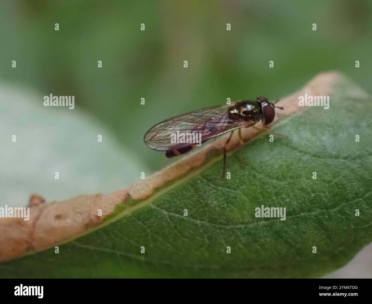 Variable Duskyface Fly (Melanostoma mellinum Stock Photo - Alamy