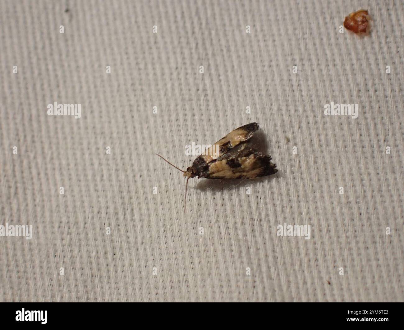 Little Conch (Neocochylis dubitana Stock Photo - Alamy