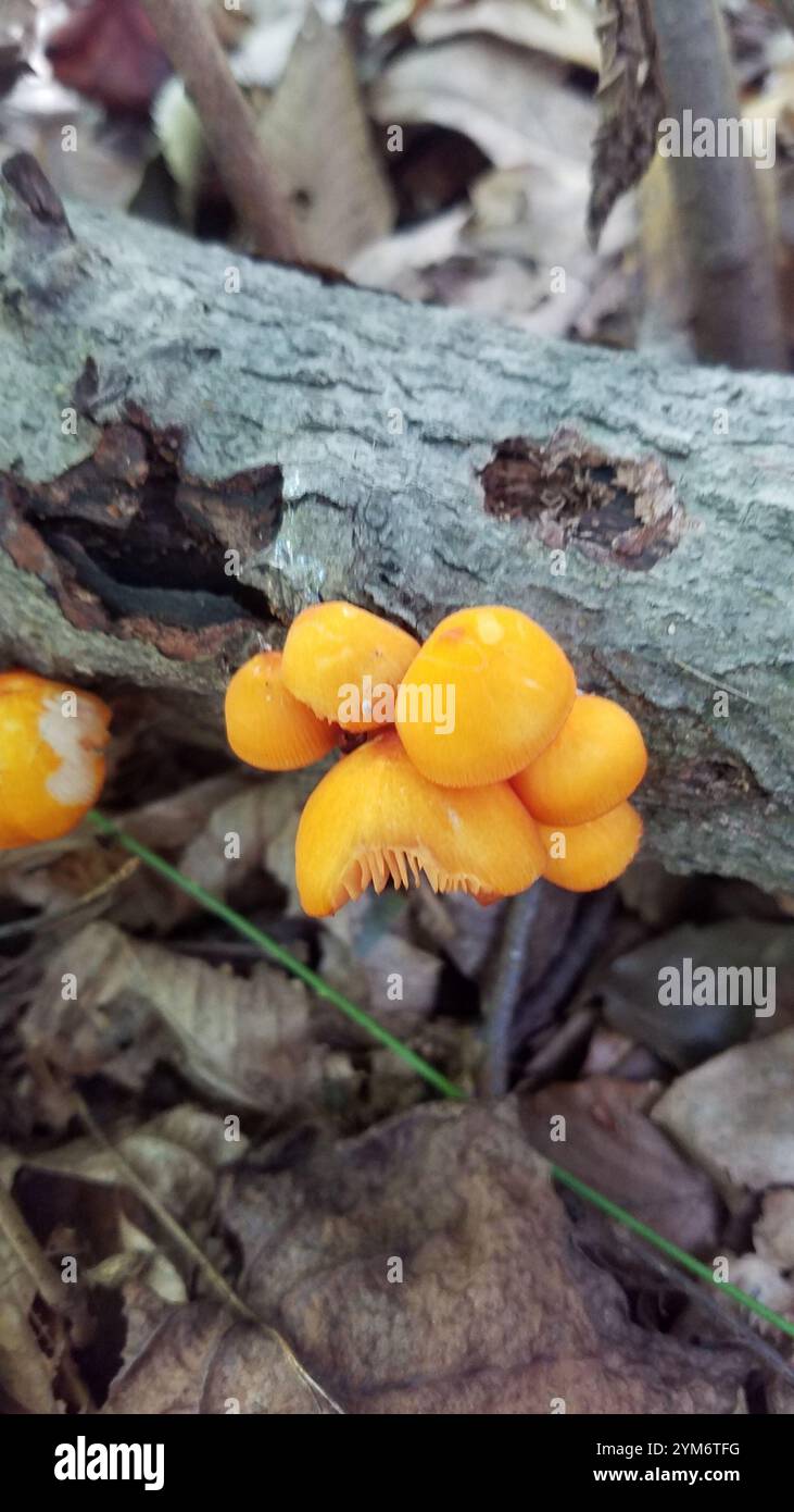orange mycena (Mycena leaiana Stock Photo - Alamy