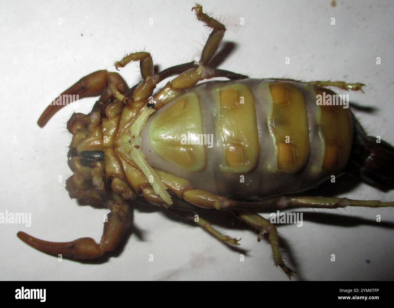 Transvaal Thicktail Scorpion (Parabuthus transvaalicus Stock Photo - Alamy