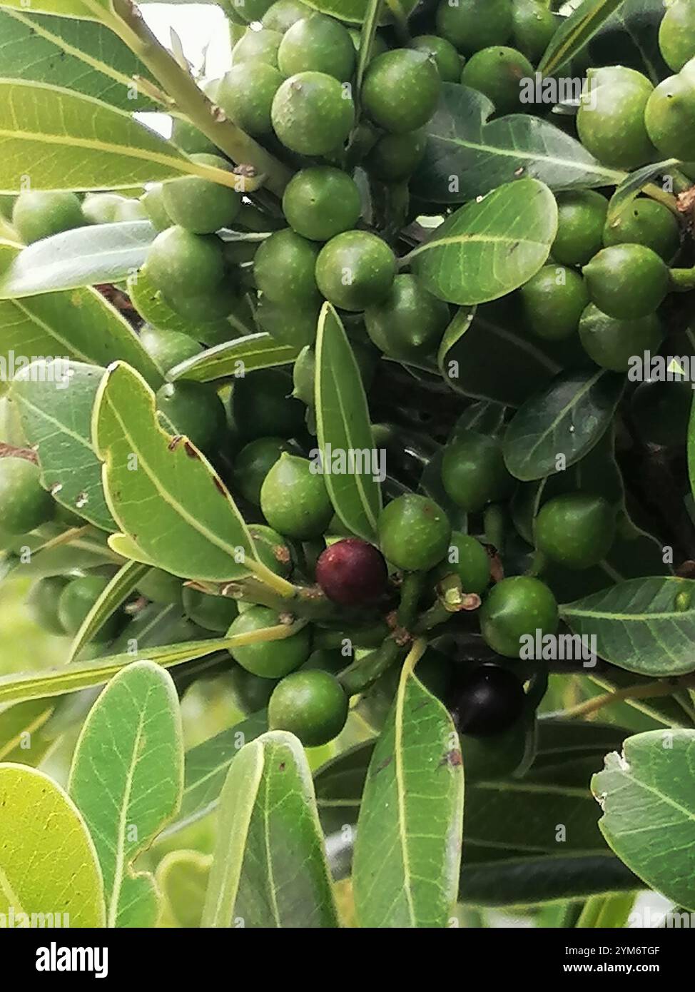 white milkwood (Sideroxylon inerme Stock Photo - Alamy