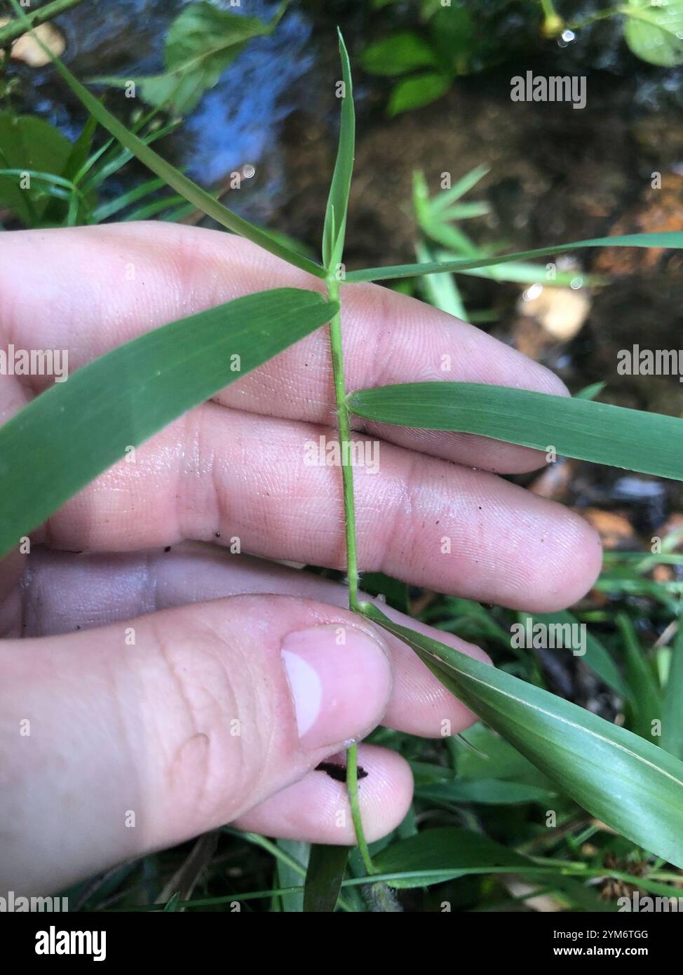woolly witchgrass (Dichanthelium scabriusculum Stock Photo - Alamy