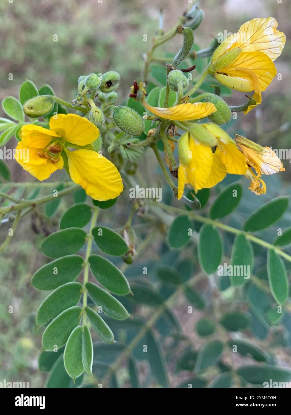 Lindheimer's Senna (Senna lindheimeriana Stock Photo - Alamy