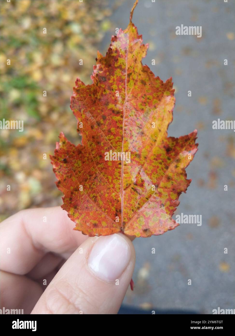 Tatarian Maple (Acer tataricum Stock Photo - Alamy