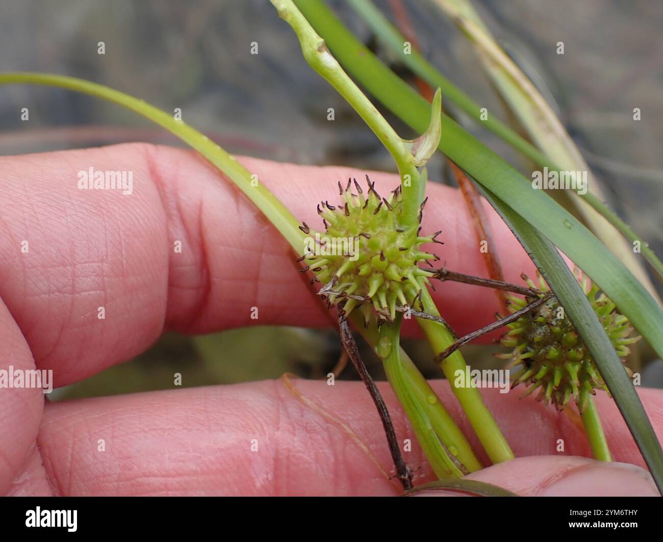 Narrow-leaved Bur-reed (Sparganium angustifolium Stock Photo - Alamy
