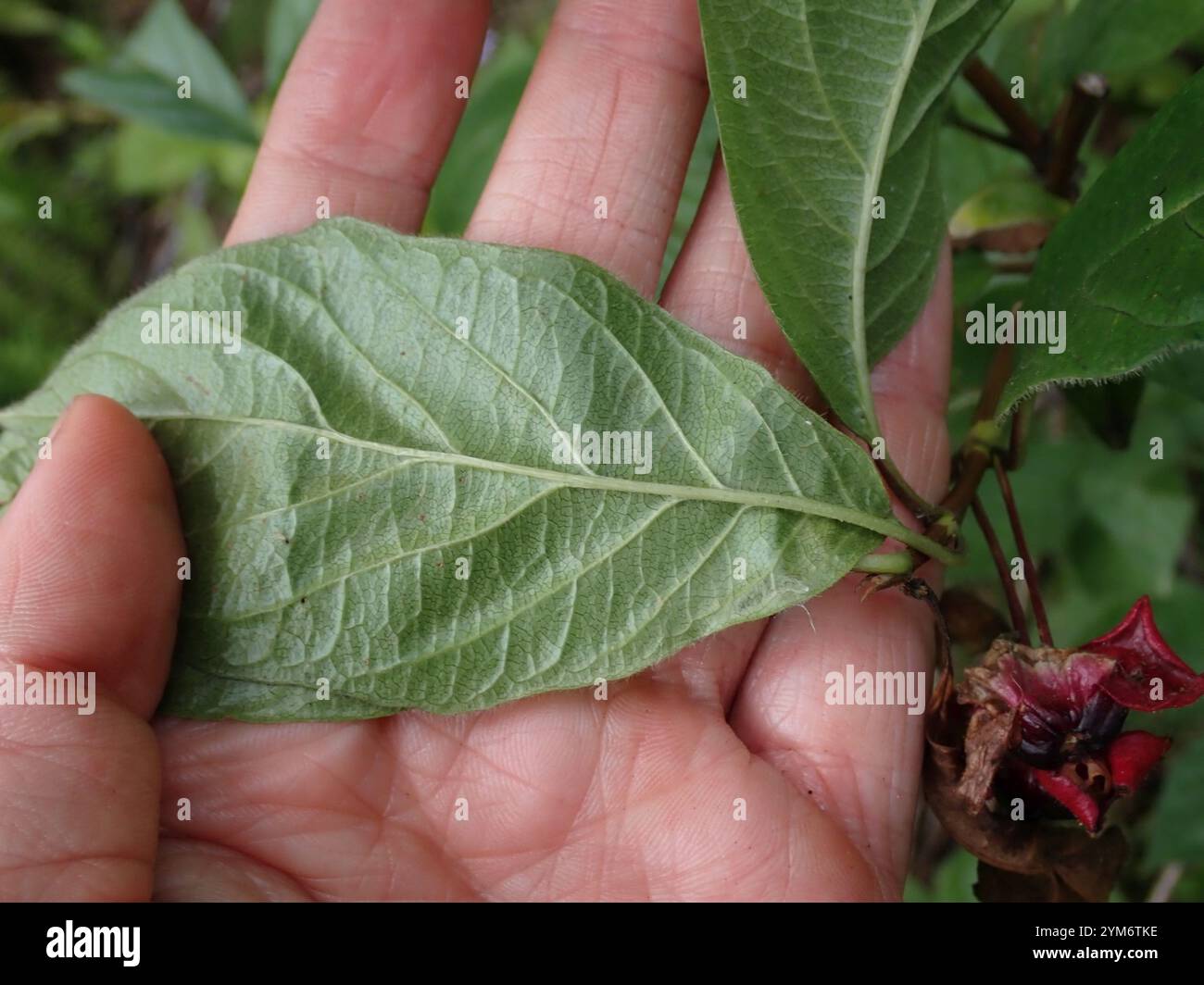 twinberry honeysuckle (Lonicera involucrata Stock Photo - Alamy