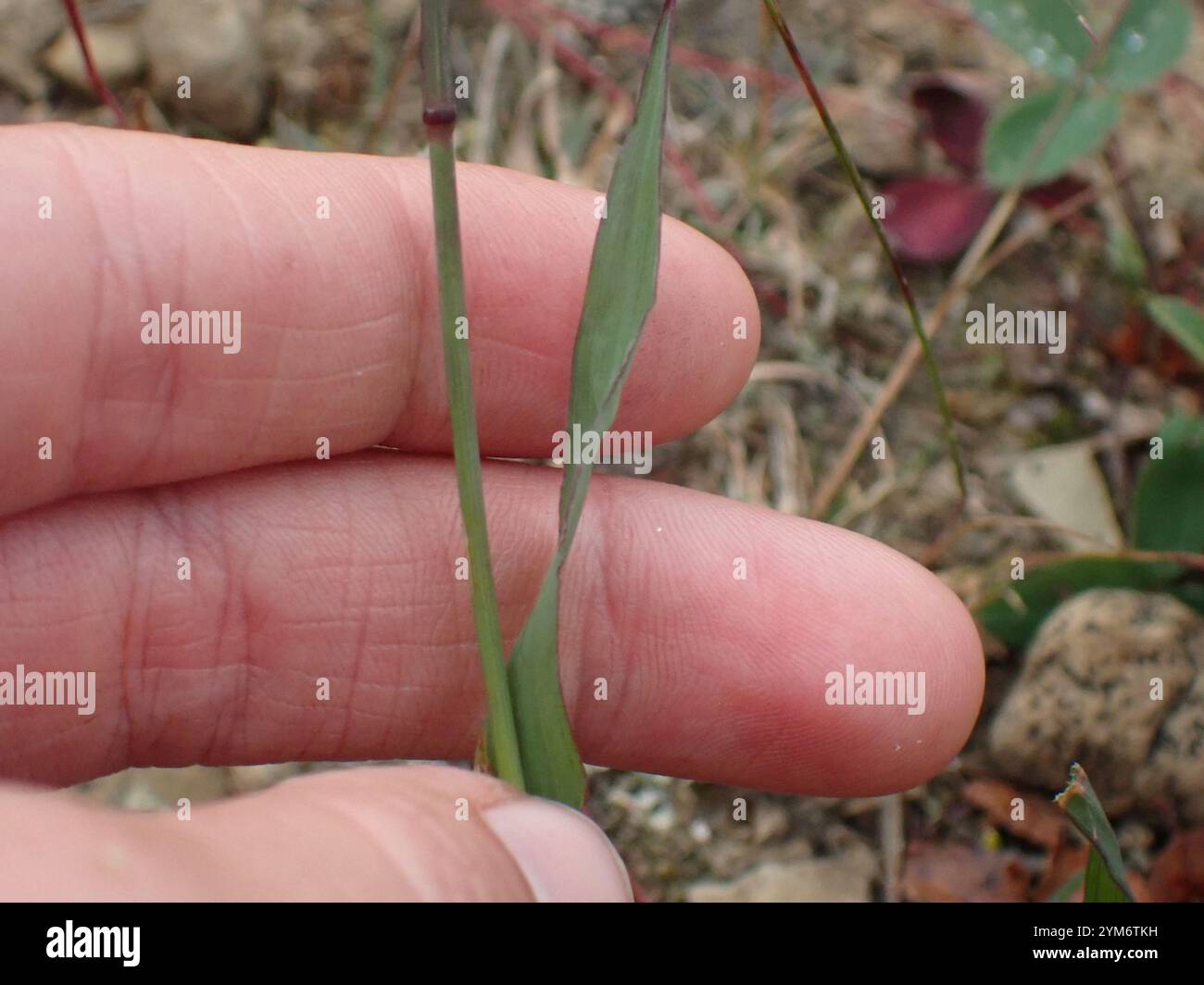 Alpine Timothy (Phleum alpinum Stock Photo - Alamy