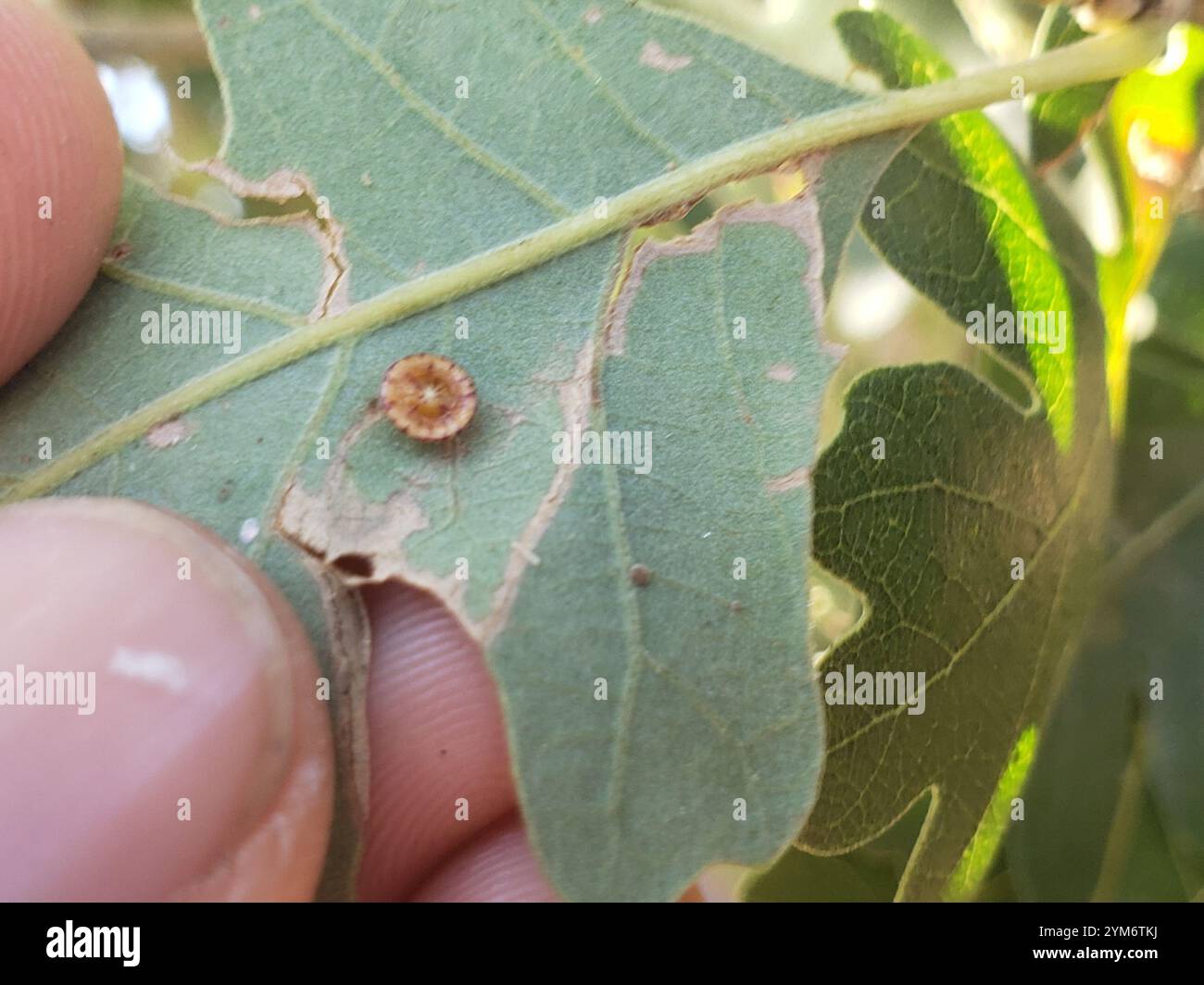 Parmula hi-res stock photography and images - Alamy