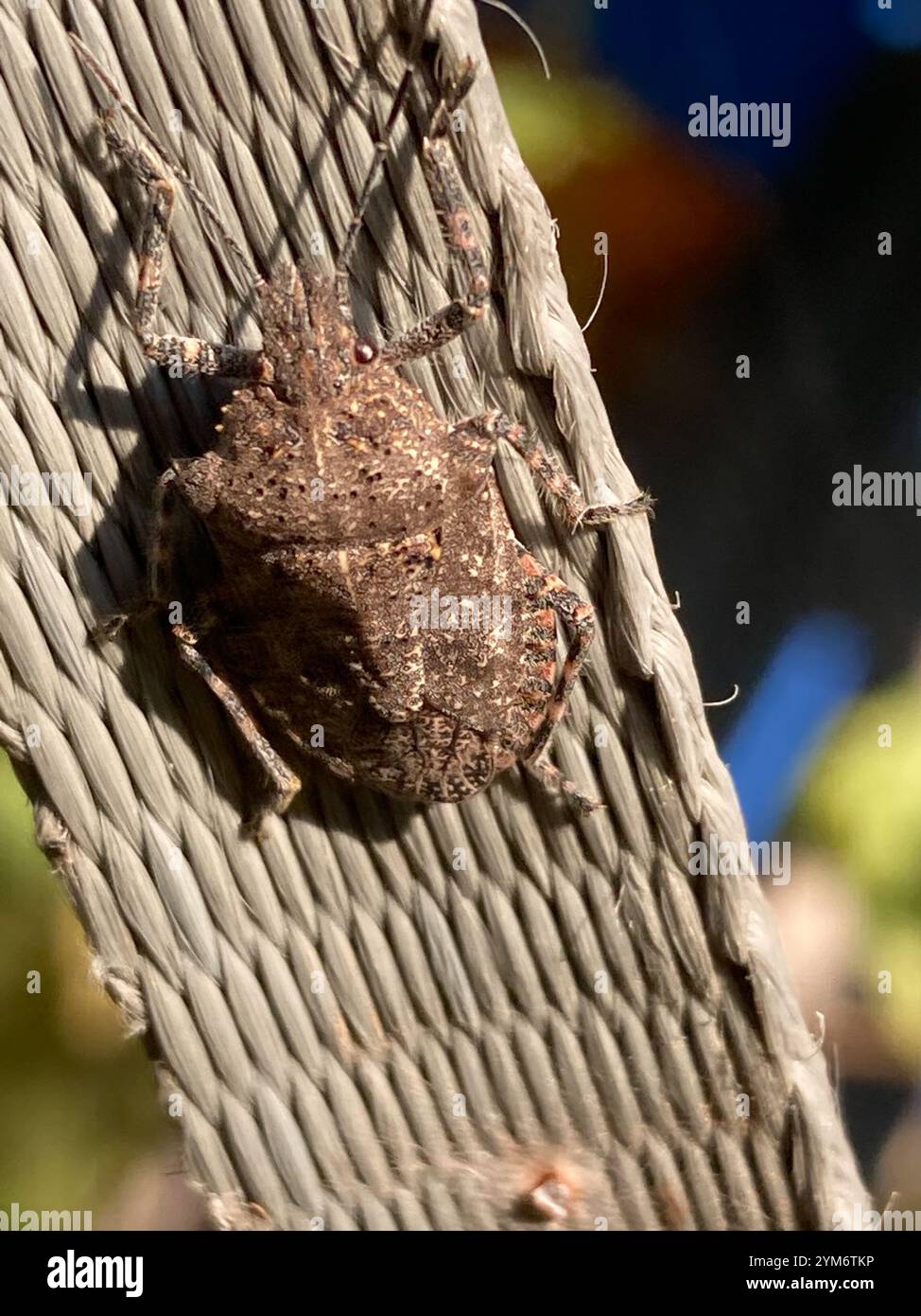 Rough stink bugs brochymena hi-res stock photography and images - Alamy