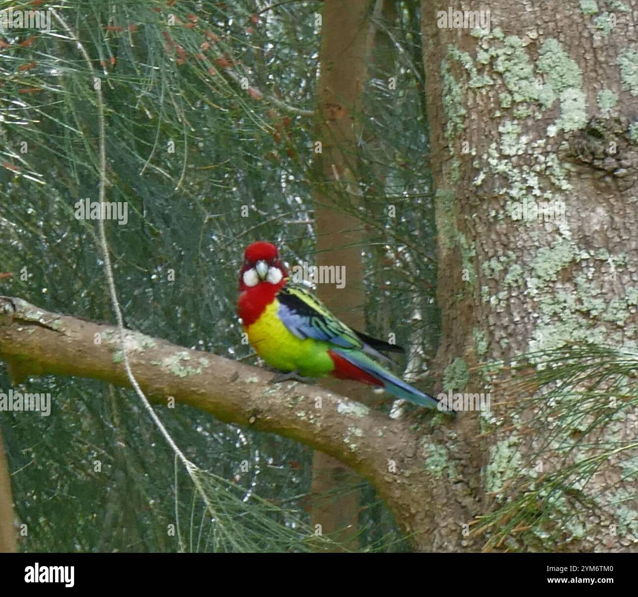 Eastern Rosella (Platycercus eximius Stock Photo - Alamy