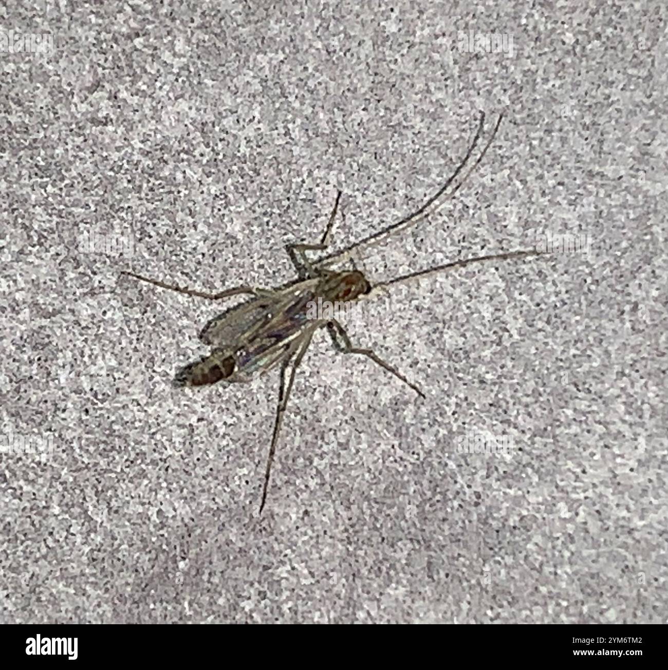 Non-biting Midges (Chironomidae Stock Photo - Alamy