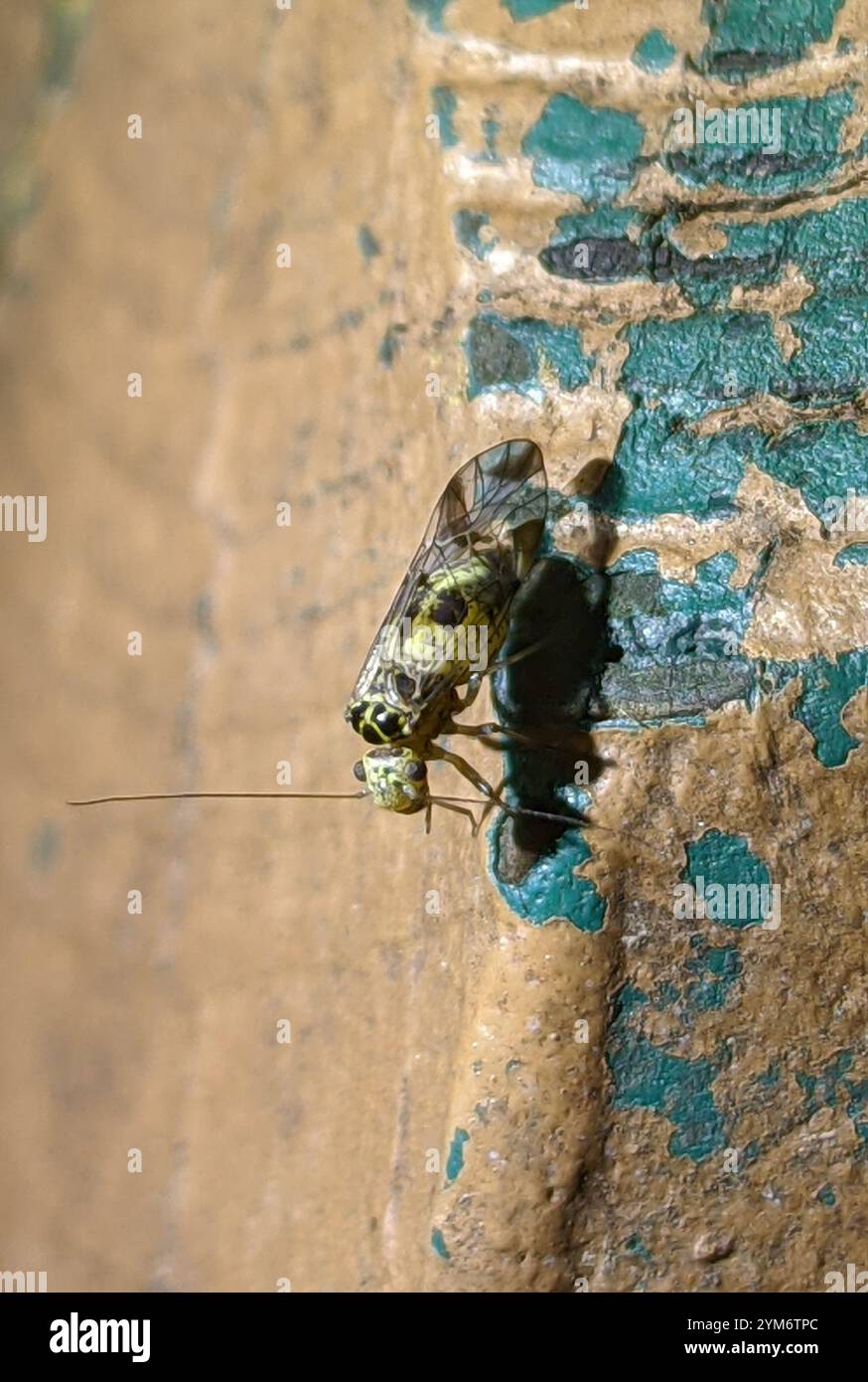 Common Barklice (Psocidae Stock Photo - Alamy