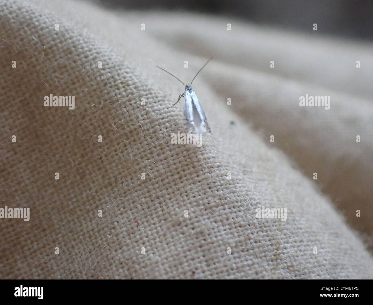 Aspen Serpentine Leafminer Moth (Phyllocnistis populiella Stock Photo ...