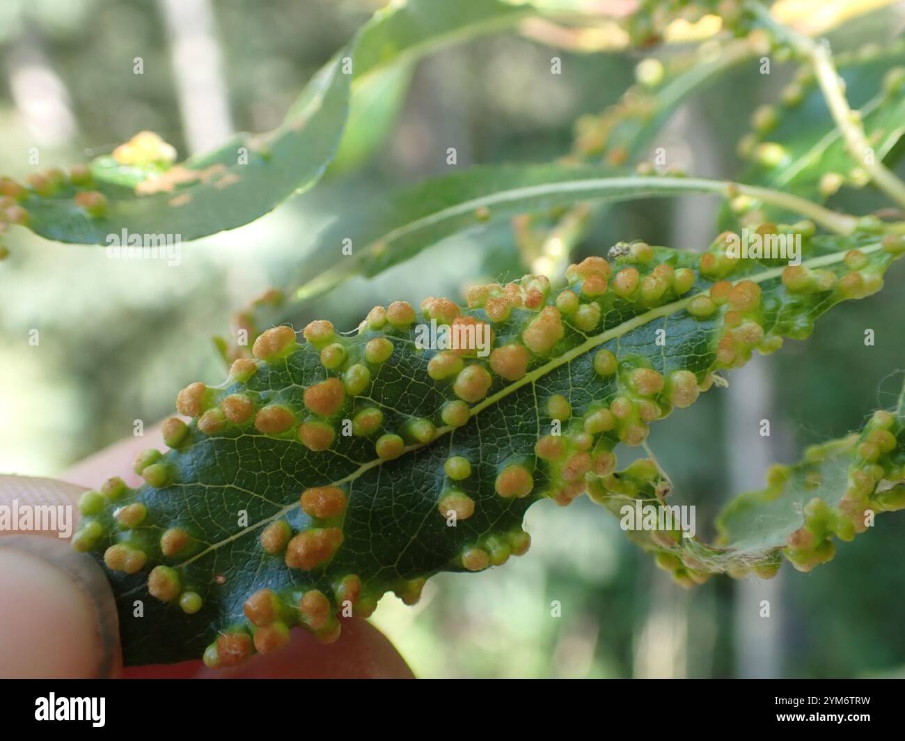 Gall and Rust Mites (Eriophyidae Stock Photo - Alamy
