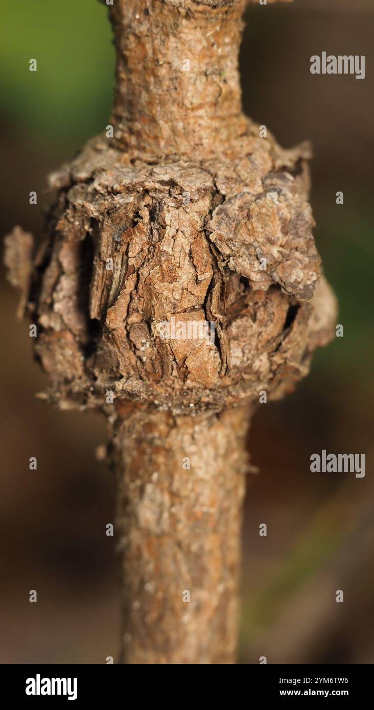 Pine-oak gall rust (Cronartium quercuum Stock Photo - Alamy