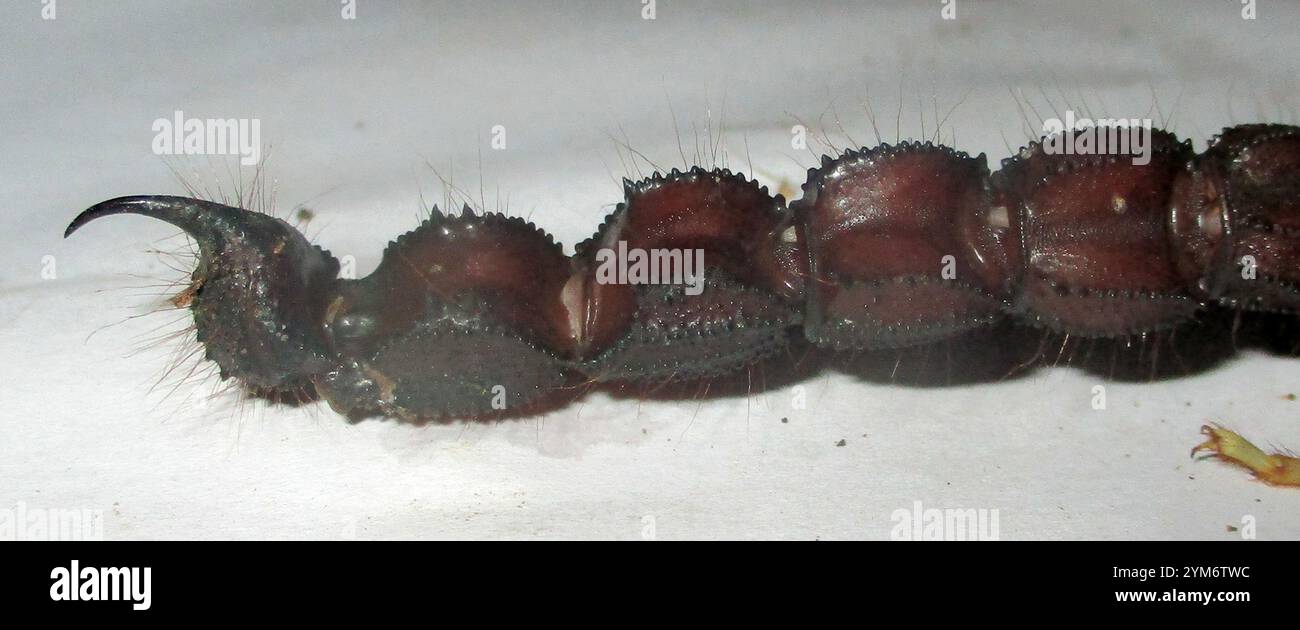 Transvaal Thicktail Scorpion (Parabuthus transvaalicus Stock Photo - Alamy