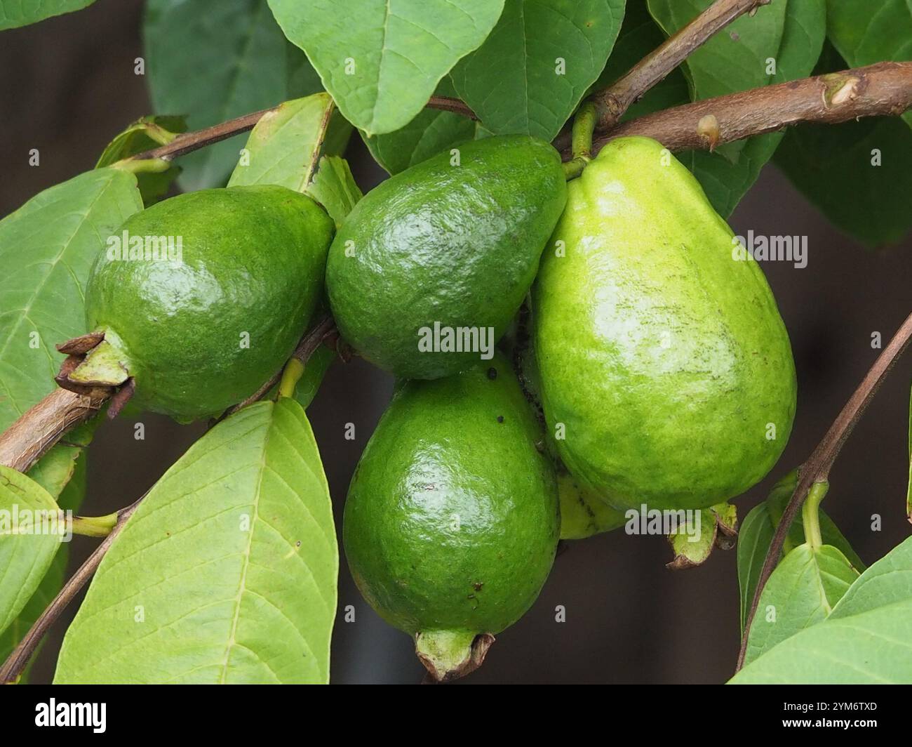 Common guava (Psidium guajava Stock Photo - Alamy