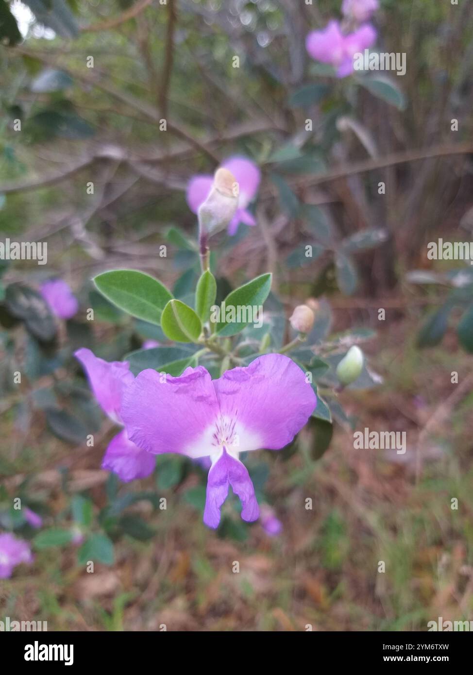 Water blossom pea (Podalyria calyptrata Stock Photo - Alamy