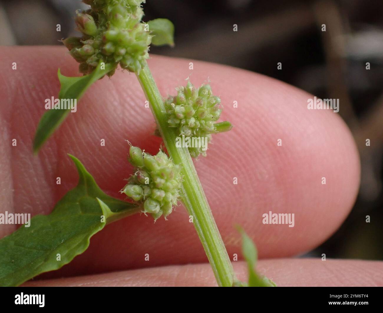 Subfamily chenopodioideae hi-res stock photography and images - Alamy