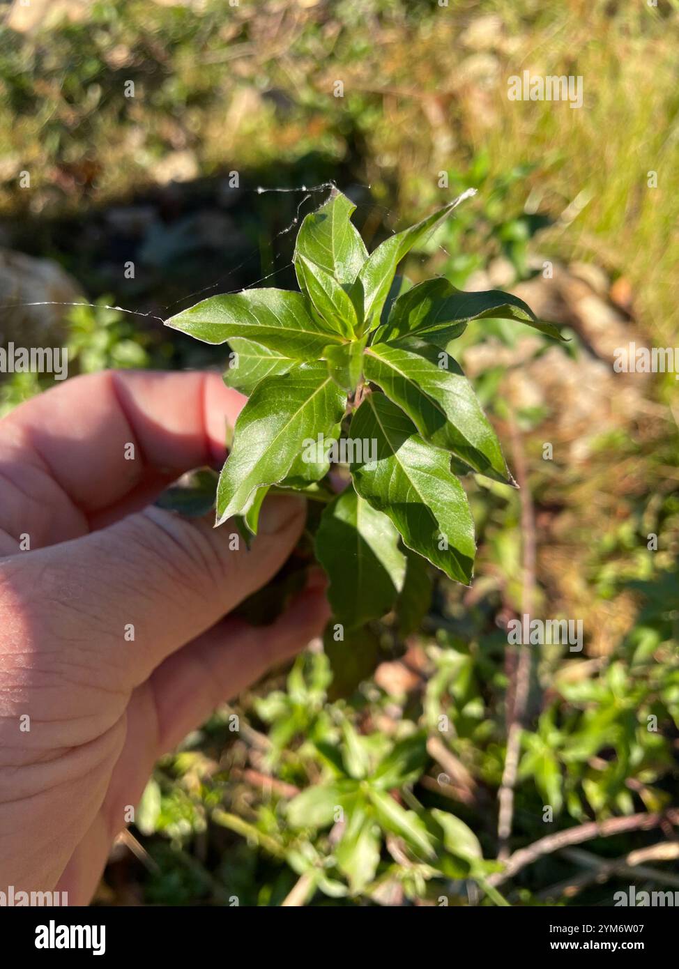 blue waterleaf (Hydrolea ovata Stock Photo - Alamy