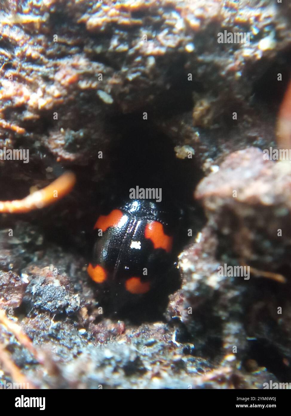 Orange-spotted Scaphidium (Scaphidium quadrimaculatum Stock Photo - Alamy