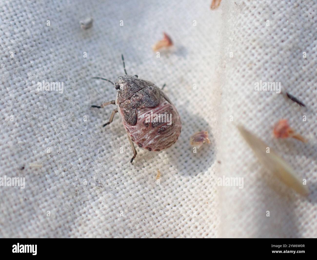 Stink Bugs, Shield Bugs, and Allies (Pentatomoidea Stock Photo - Alamy