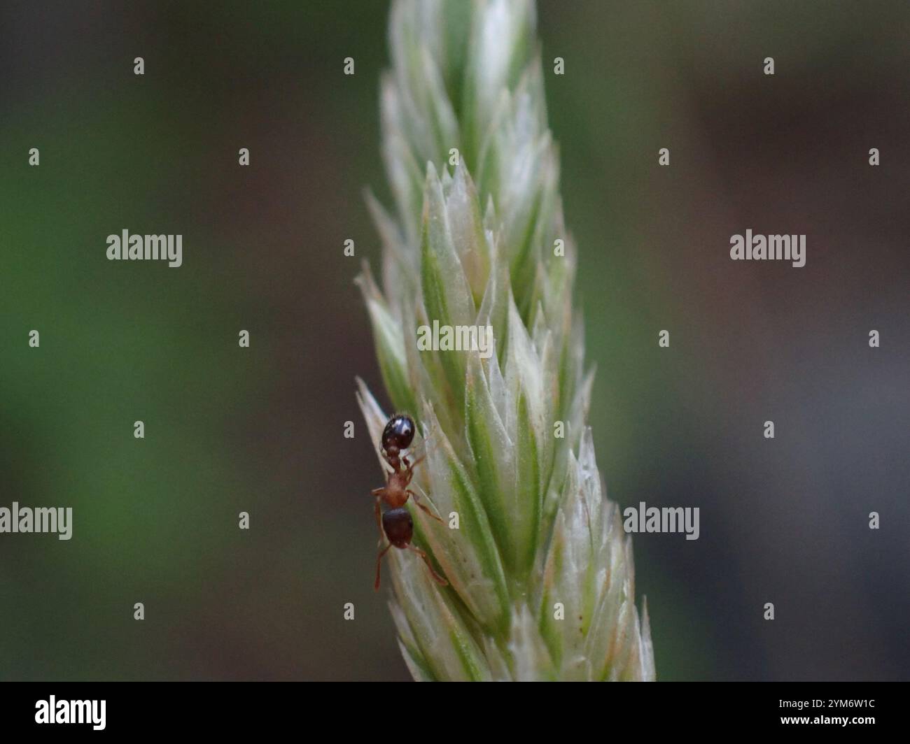 Acorn Ants and Allies (Temnothorax Stock Photo - Alamy
