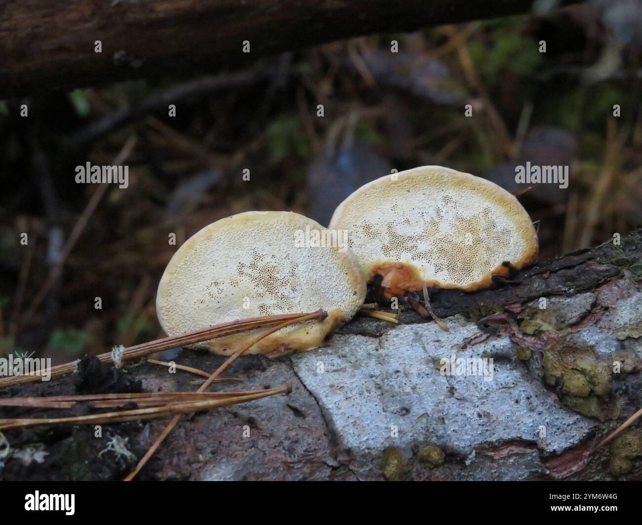 Red-banded Polypore (Fomitopsis pinicola Stock Photo - Alamy
