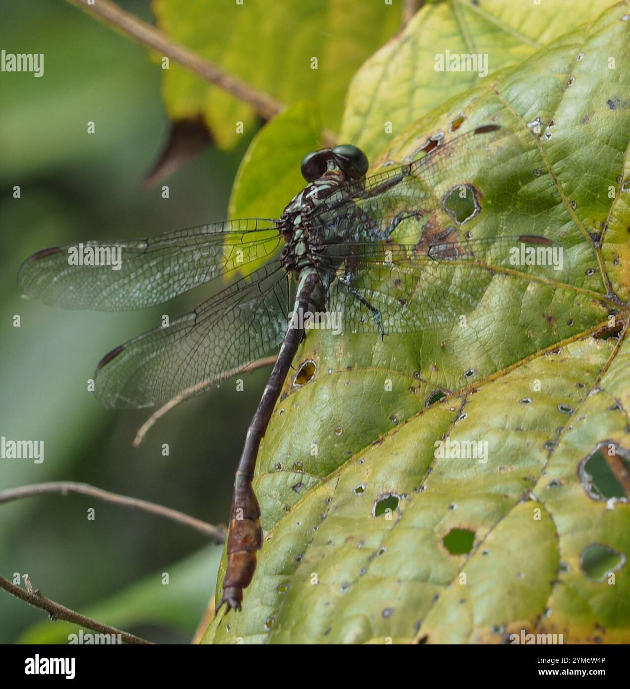 Stylurus plagiatus hi-res stock photography and images - Alamy
