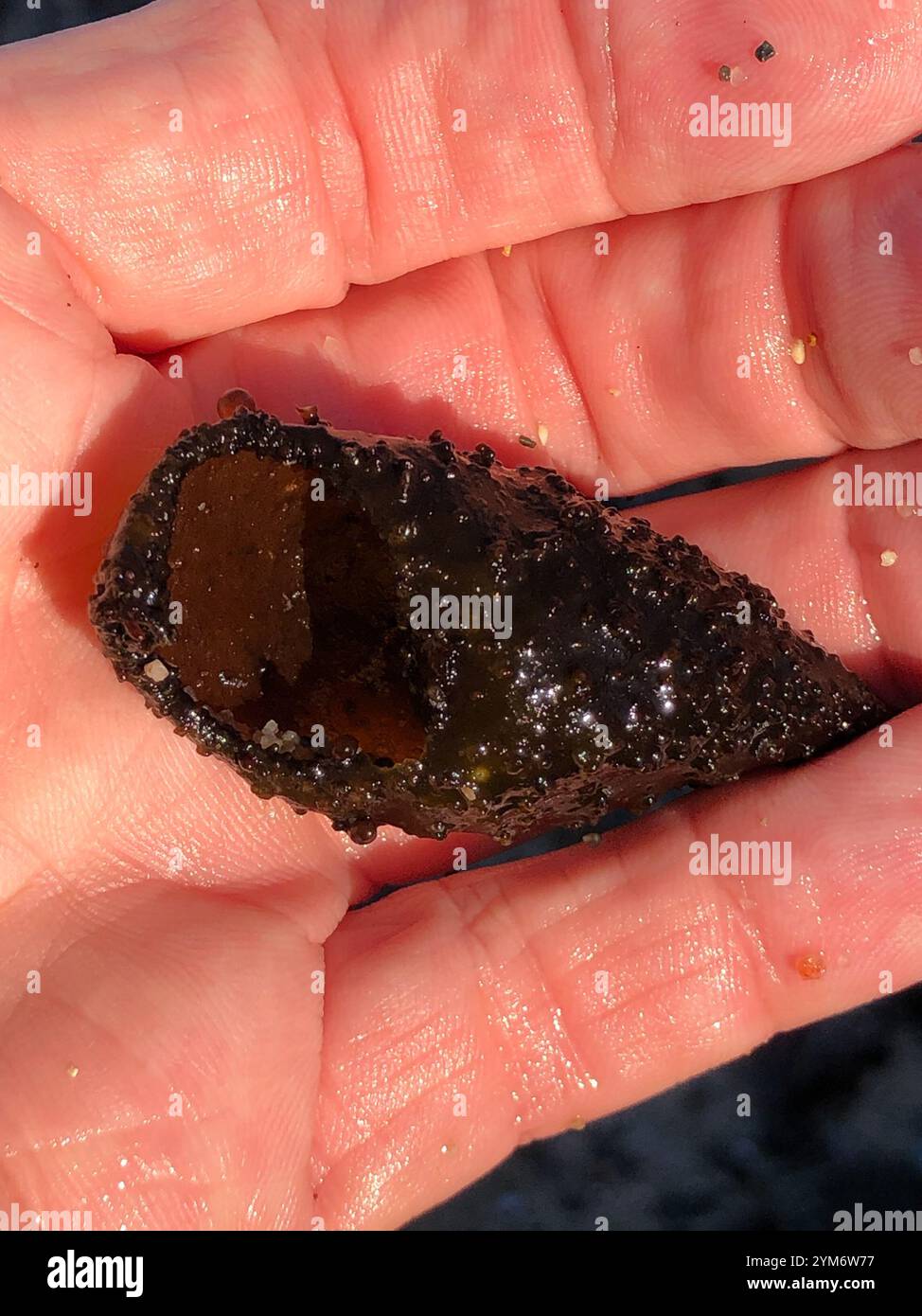 Sea Sacks (Halosaccion glandiforme Stock Photo - Alamy