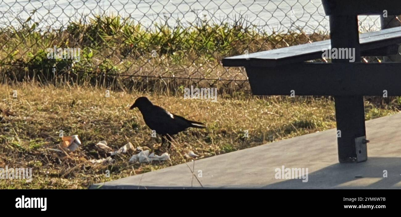 Torresian crow corvus orru hi-res stock photography and images - Alamy