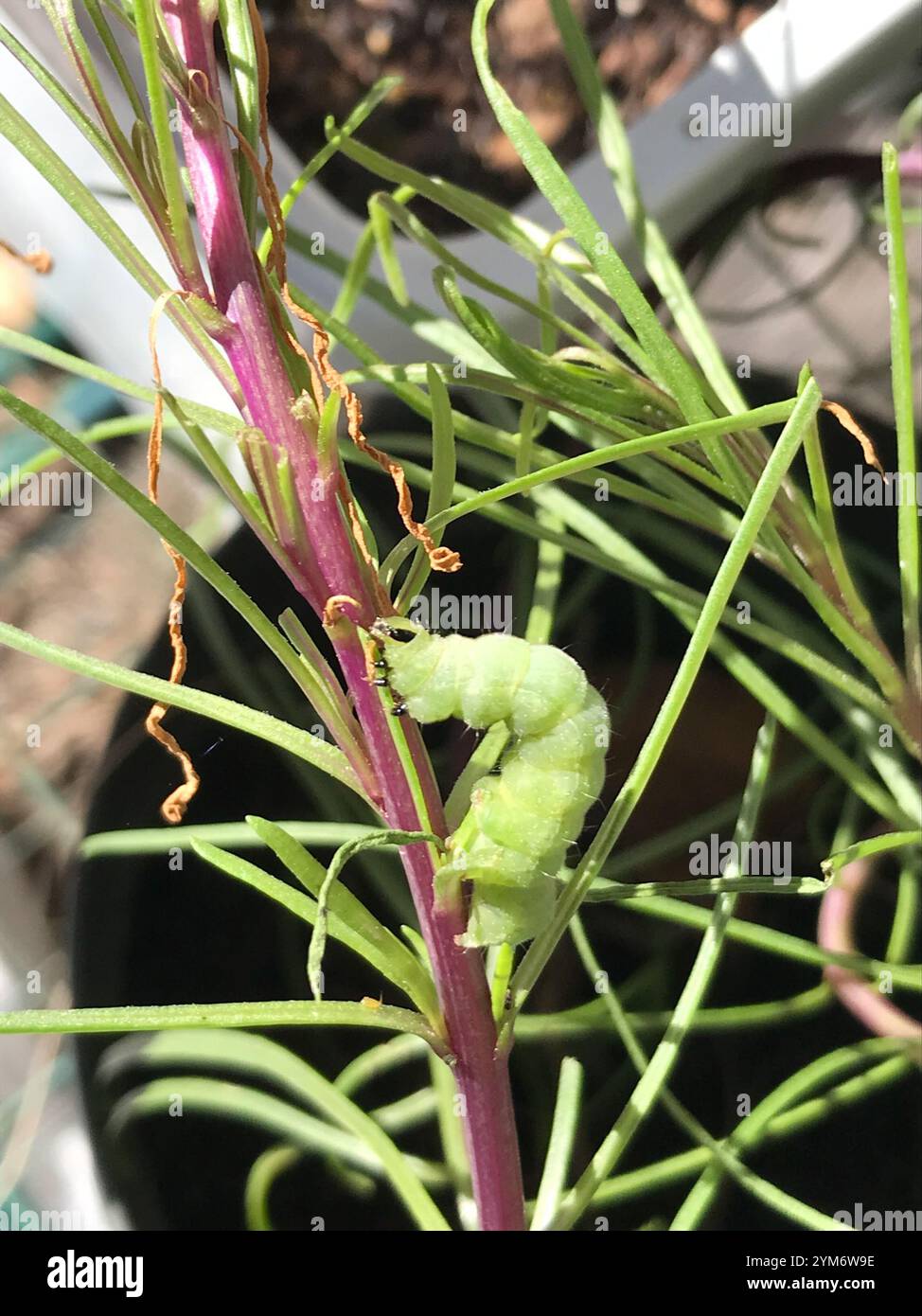 Plusiine Looper Moths (Plusiinae Stock Photo - Alamy