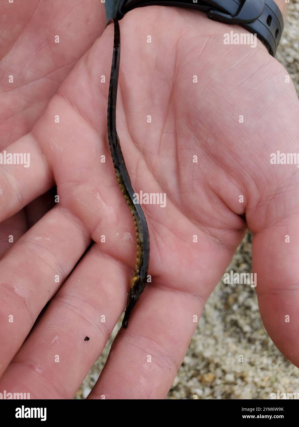 Northern Pipefish (Syngnathus fuscus Stock Photo - Alamy