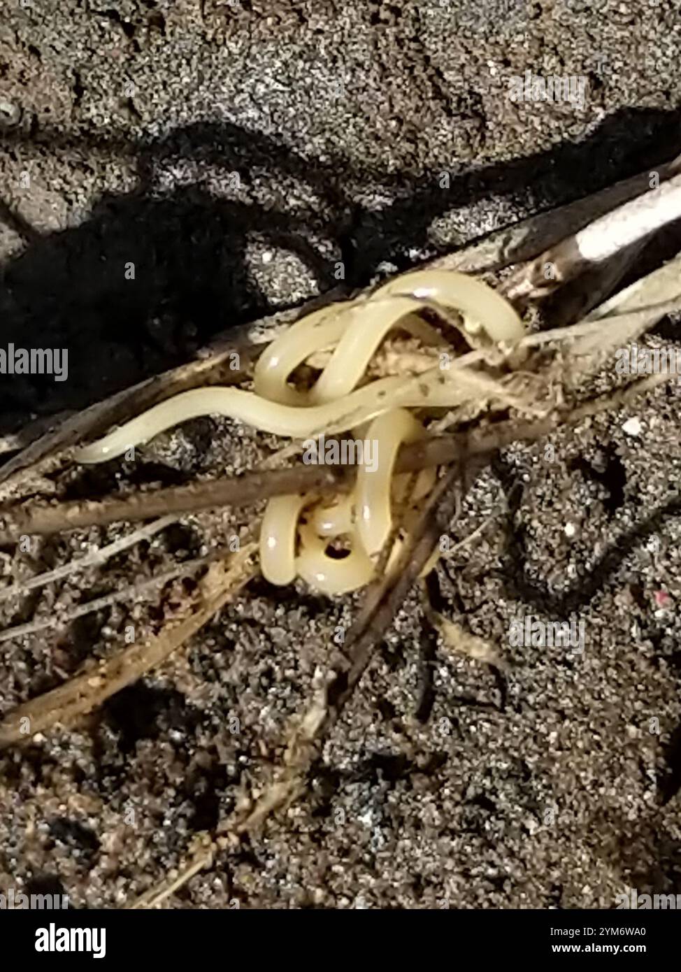 Downy Yellowjacket (Vespula flavopilosa Stock Photo - Alamy
