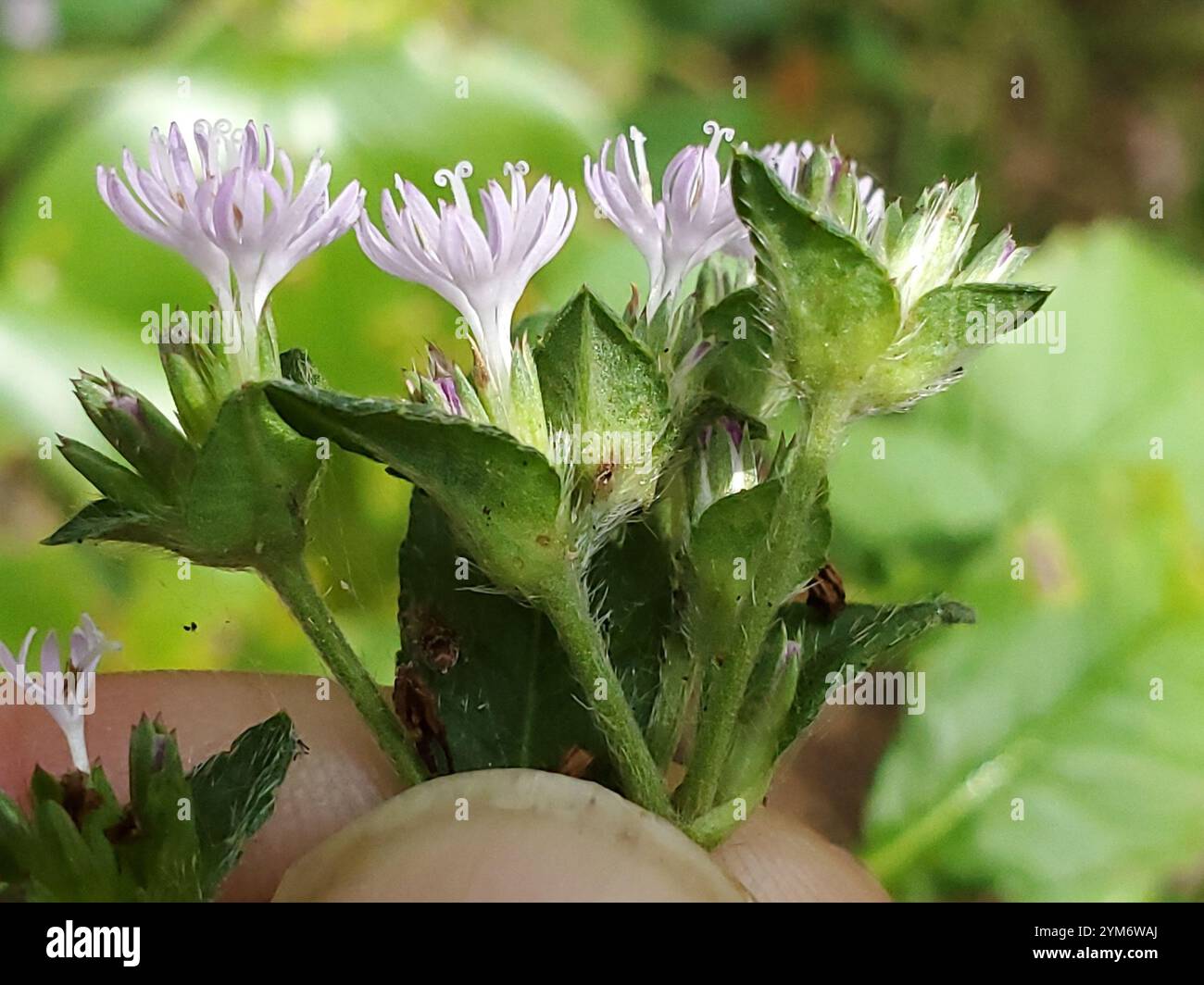 leafy elephant's-foot (Elephantopus carolinianus Stock Photo - Alamy