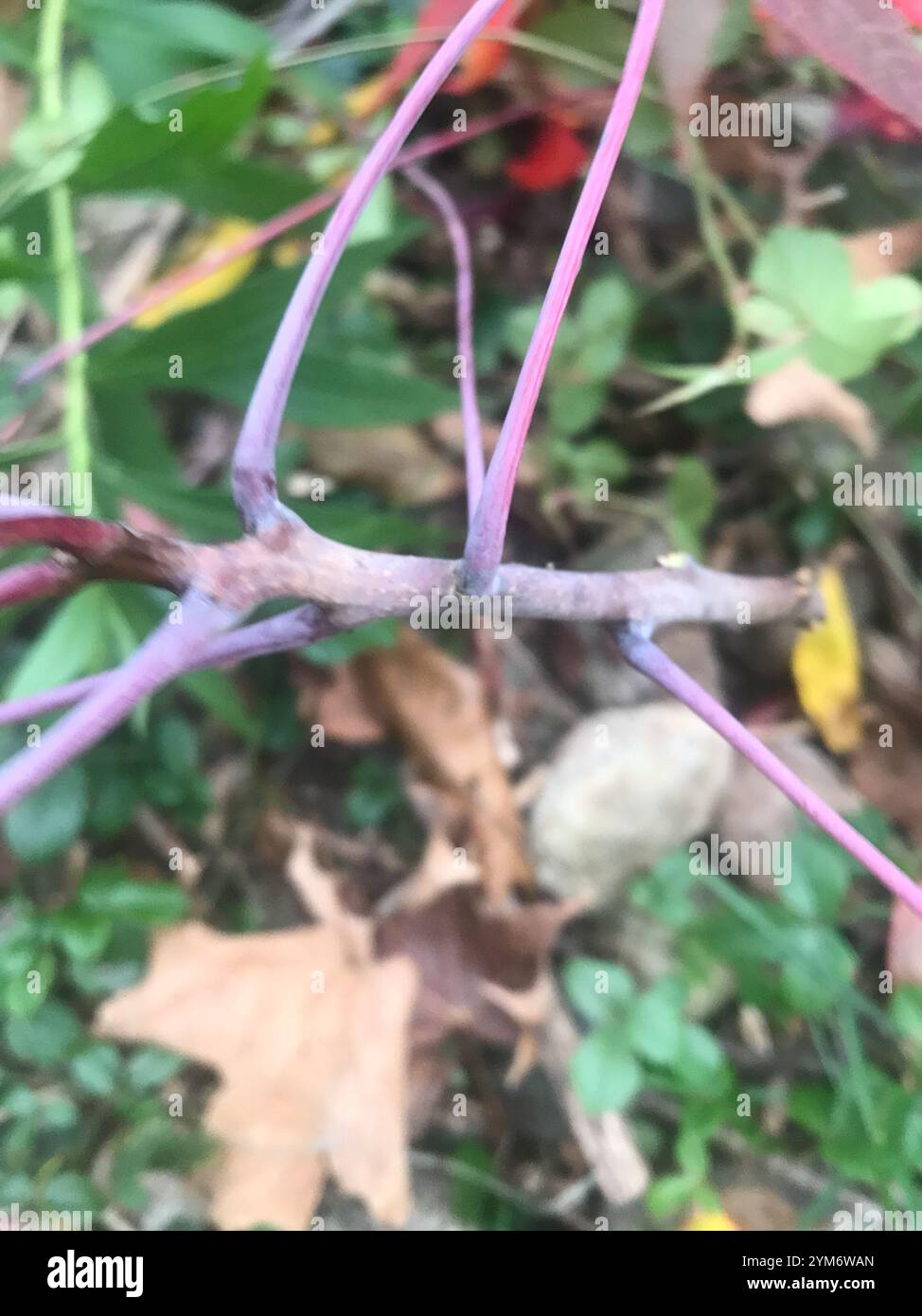smooth sumac (Rhus glabra Stock Photo - Alamy