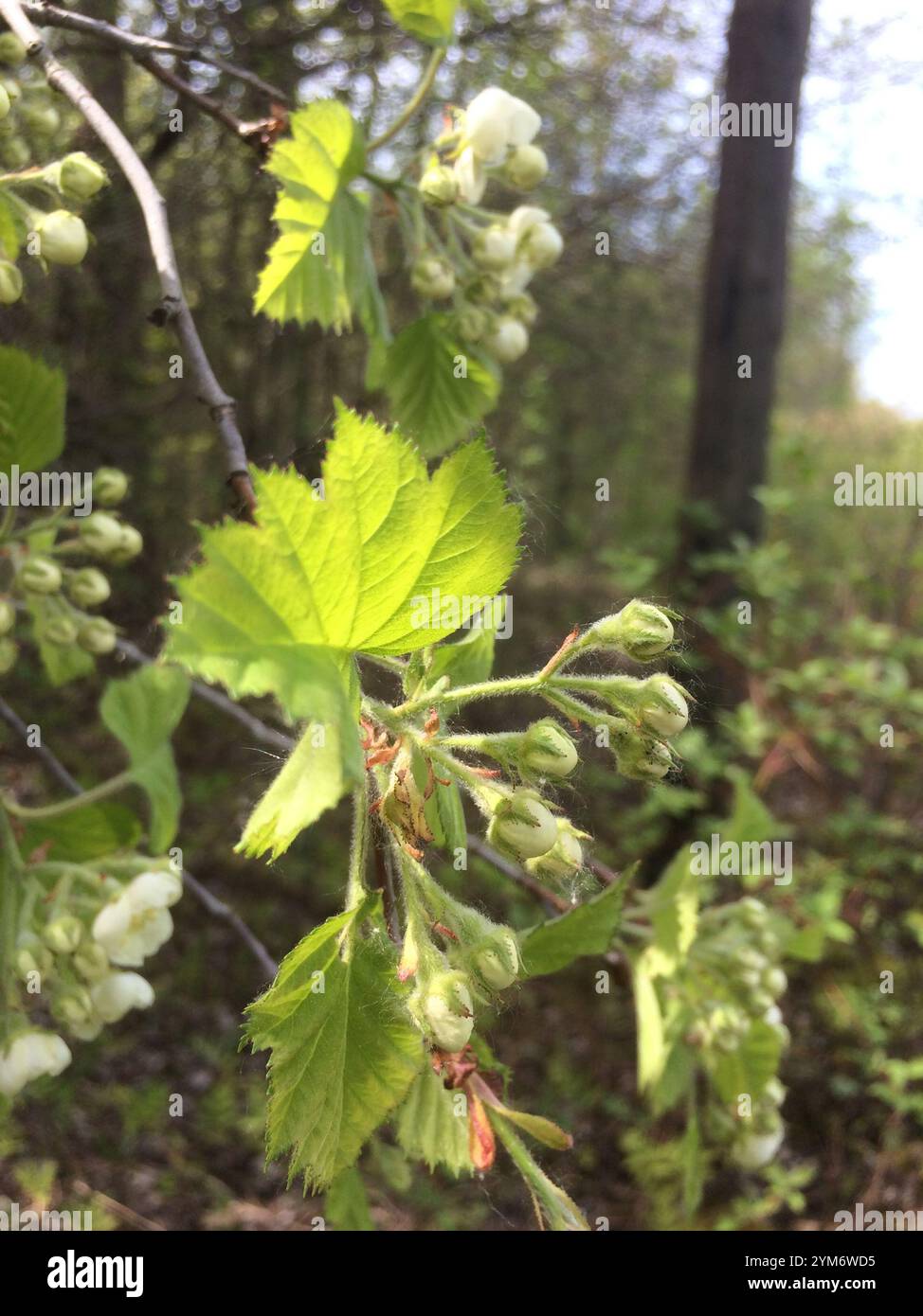 Hairy Cockspurthorn (Crataegus submollis Stock Photo - Alamy