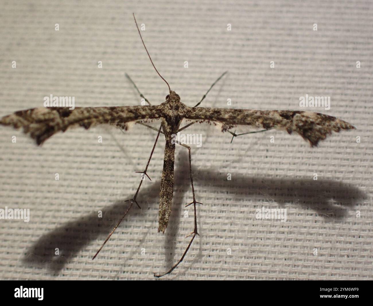 Plume Moths (Pterophoridae Stock Photo - Alamy
